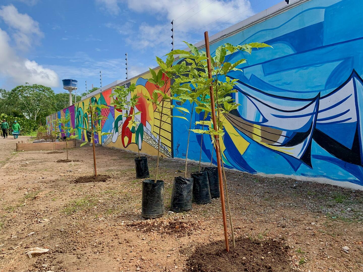 Plano de arborização segue com meta de plantar 5 mil árvores em seis ...